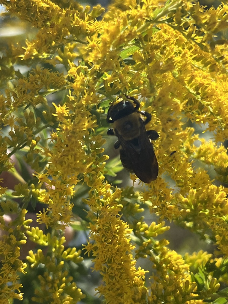 Eastern Carpenter Bee from Janelle Dr, Bay Saint Louis, MS, US on ...
