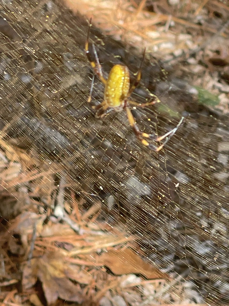Golden Silk Spider from Congaree National Park, Hopkins, SC, US on ...