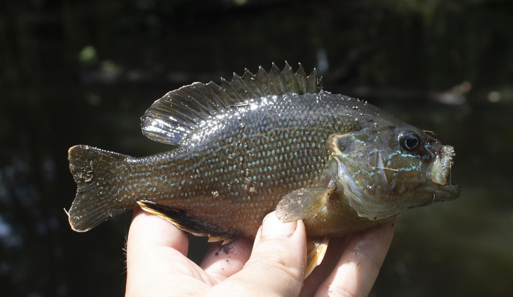 Green Sunfish from Jackson County, FL, USA on August 11, 2018 at 11:34 ...