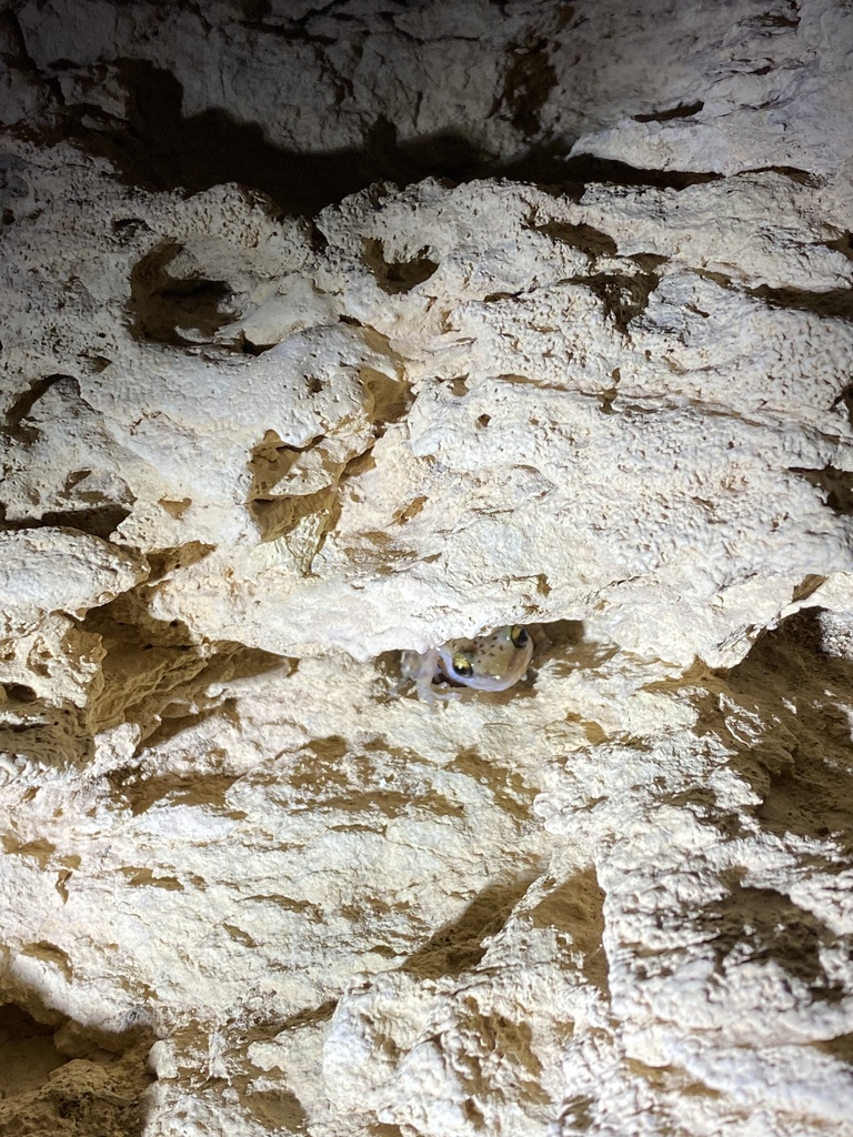 Cliff Chirping Frog from Kinney County, US-TX, US on October 14, 2022 ...