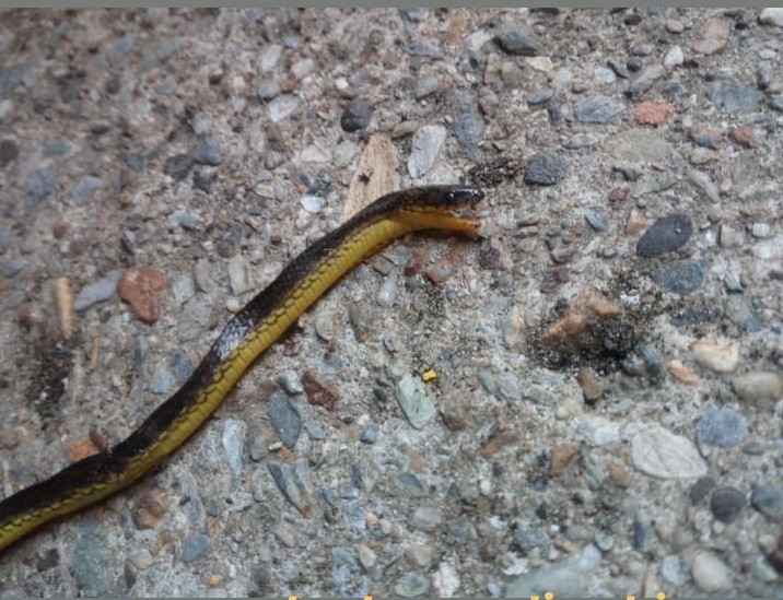 Pointed Ground Snake from Villavicencio, Meta, Colombia by WILMER ...