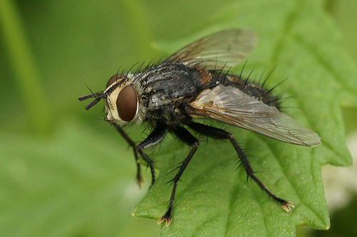 Exorista larvarum · iNaturalist Mexico