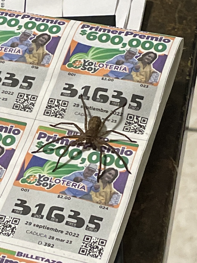 Typical Spiders from Puerto Rico, Gurabo, Puerto Rico, US on October 14 ...