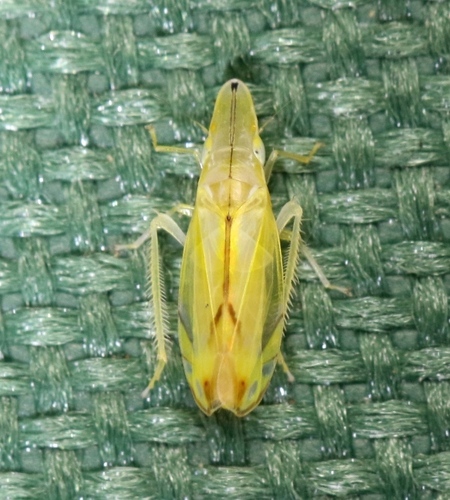 Sophonia linealis · iNaturalist