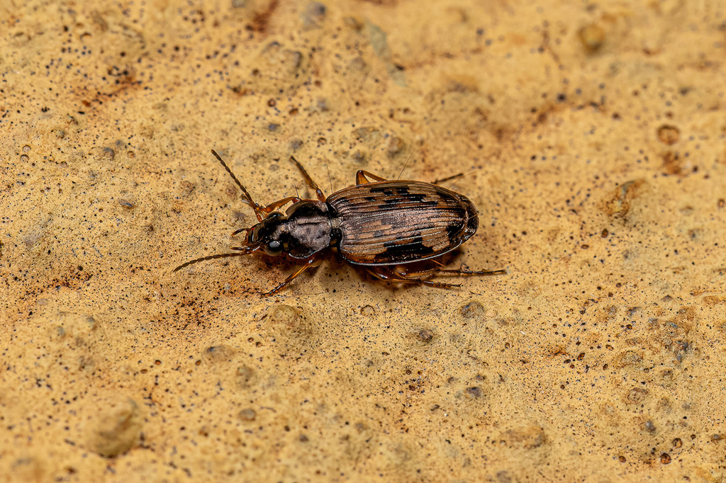 Tetragonoderus from Itajá - GO, Brasil on October 14, 2022 at 08:55 PM ...
