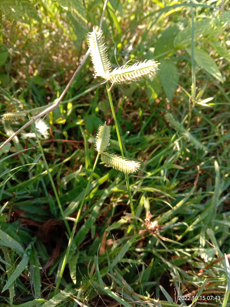 Durban grass from Katrakayalagunta, Andhra Pradesh, India on October 15 ...