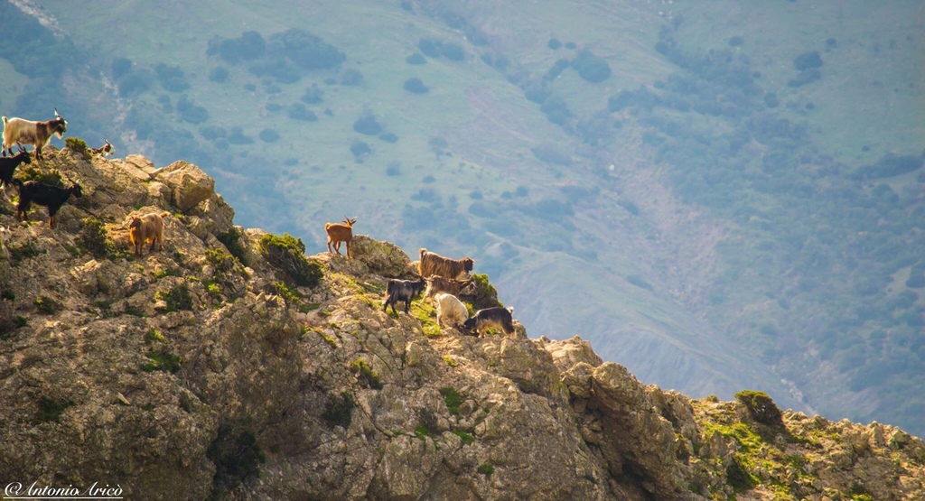 Domestic Goat from Parco Nazionale Dell'aspromonte, Platì, Calabria, IT ...