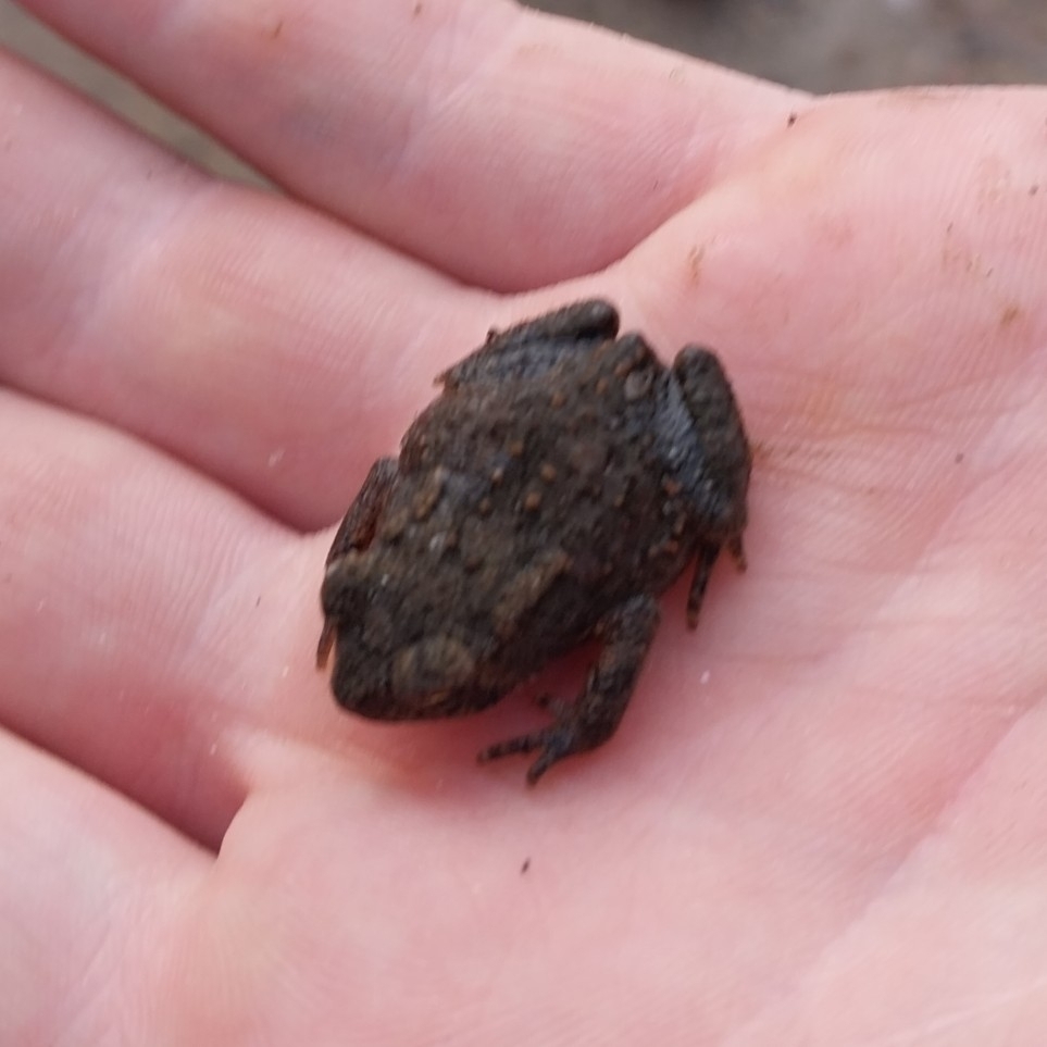 Asian Common Toad from Bagmati, NP-MM, NP on October 4, 2022 at 06:49 ...