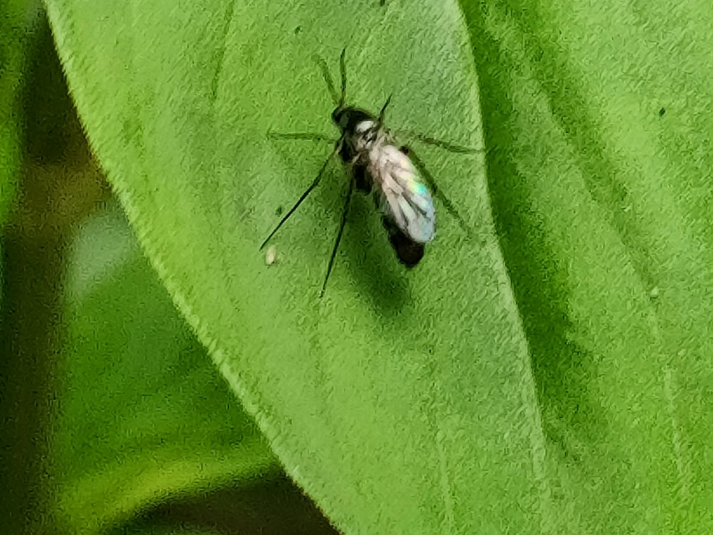 Fungus Gnats and Gall Midges from Aft Lornie Wk, Singapore on October ...