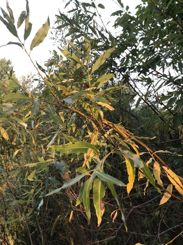 Observations by creoline · iNaturalist