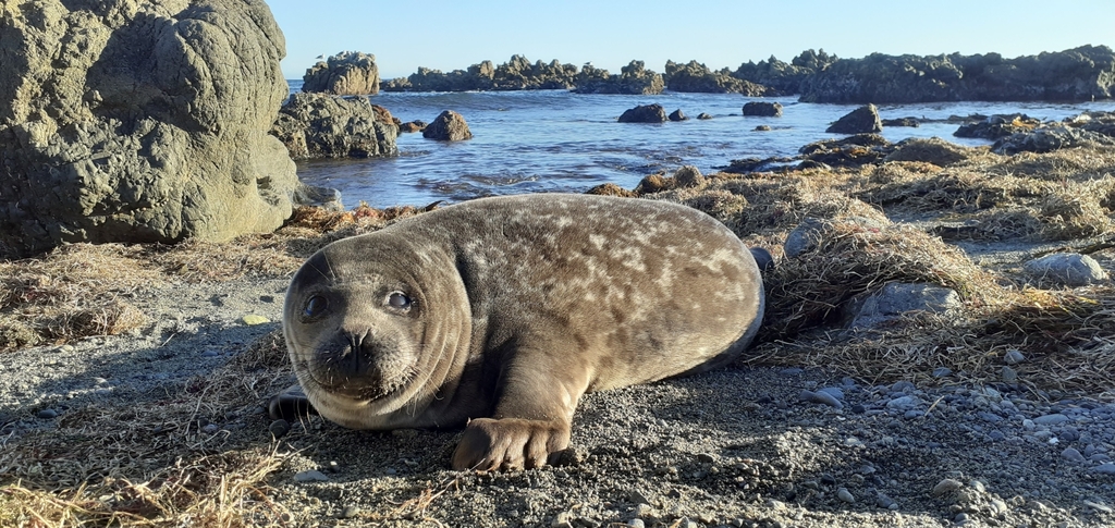 Pacific Harbor Seal from Isla San Roque on February 28, 2022 at 05:36 ...