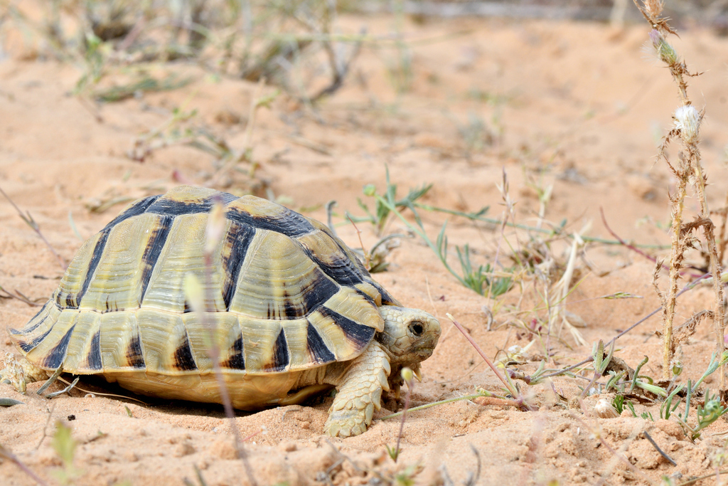 Egyptian Tortoise in April 2019 by Jonathan Ben Simon · iNaturalist