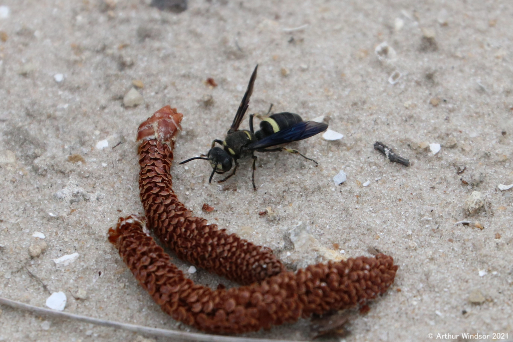 Smoky-winged Beetle Bandit Wasp from Loxahatchee Slough Natural Area ...