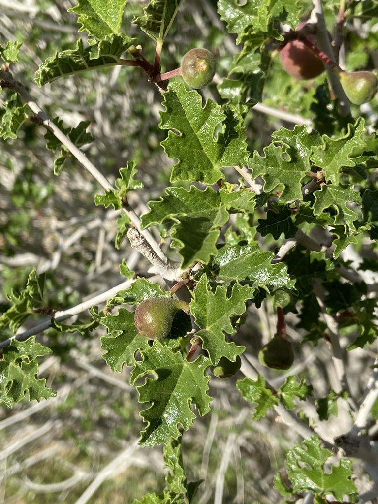 Ficus johannis from Fars, IR on March 15, 2022 at 07:51 AM by Soroush ...