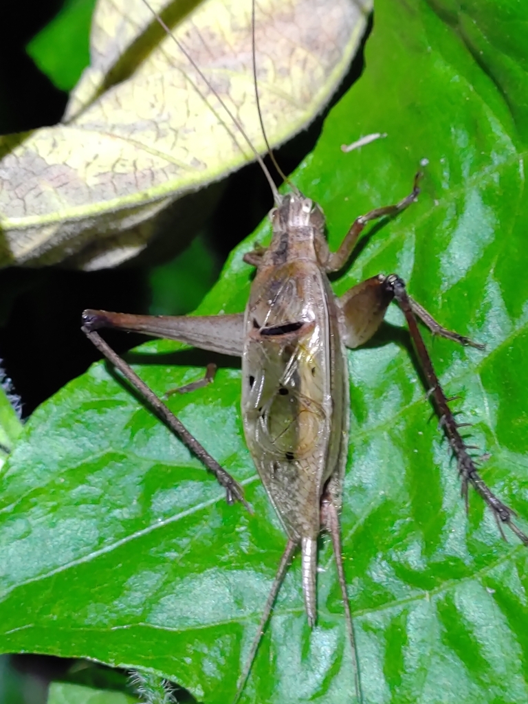 Japanese Pine Cricket from Yulin, TW-TA, TW on October 15, 2022 at 06: ...