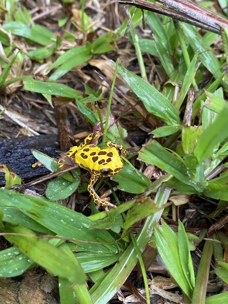 Reticulated Tree Frog from Loreto, PE on October 15, 2022 at 07:11 AM ...