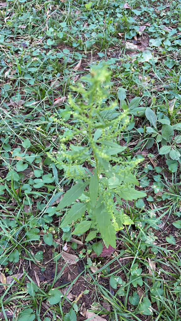 Mexican tea from Edmond on October 15, 2022 at 10:18 AM by mbfreeman11 ...