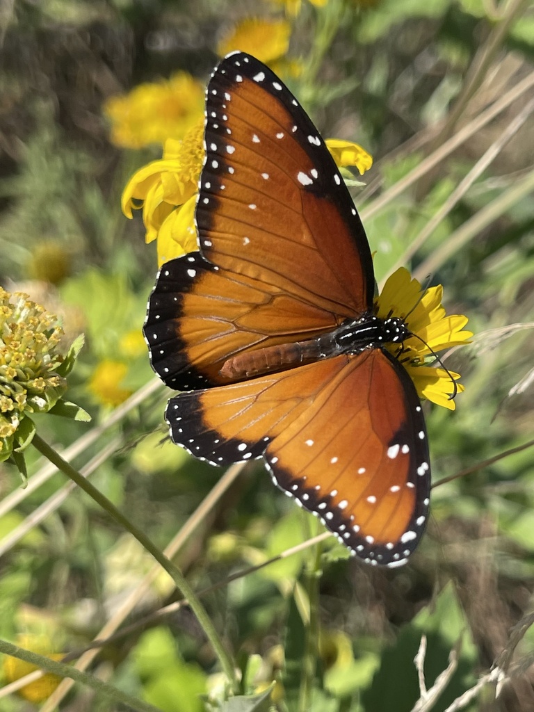 Queen from Fort Cobb State Park, Fort Cobb, OK, US on October 15, 2022 ...
