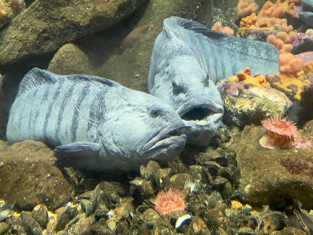 Atlantic Wolffish