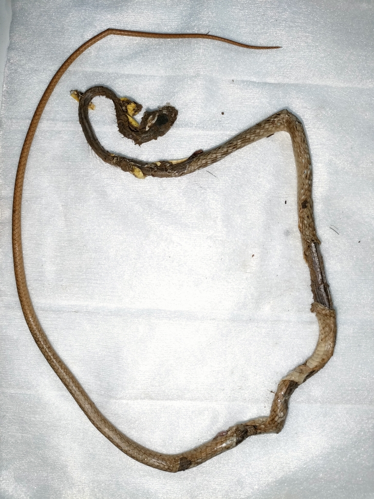 Philippine Dryophiops in October 2022 by kyle hernaez · iNaturalist