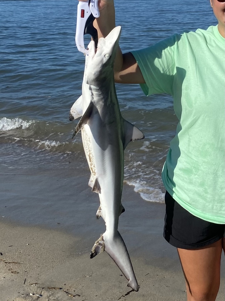 Spinner Shark in October 2022 by Jennifer Louise Wiggen · iNaturalist