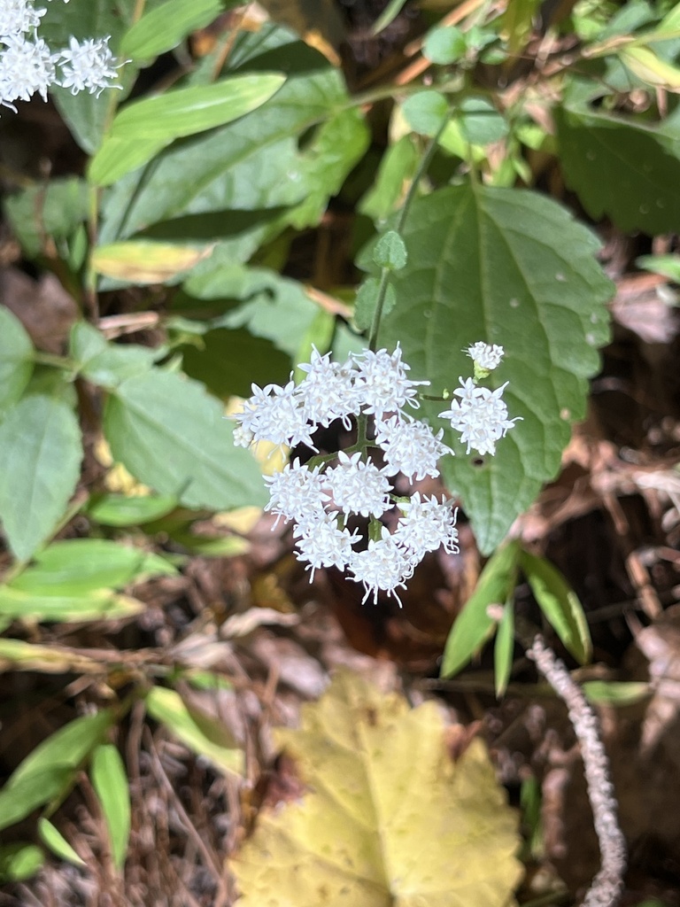 smaller white snakeroot from Red Top Mountain State Park, Acworth, GA ...