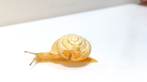 Subspecies Euhadra grata gratoides · iNaturalist