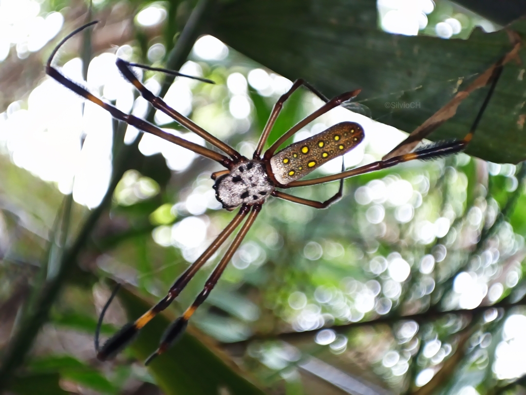 Golden Silk Spider from Santa Lucía, Heredia, Barva, Costa Rica on ...