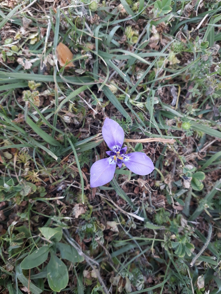 Prairie Nymph from Montevideo on October 13, 2022 at 12:08 PM by Agus ...