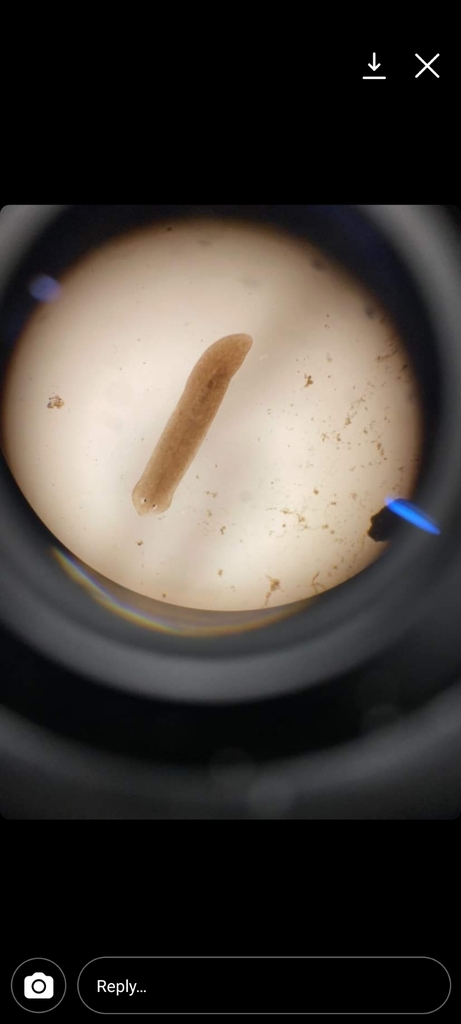 Schmidtea polychroa from Peterborough, CA-ON, CA on October 15, 2022 at ...