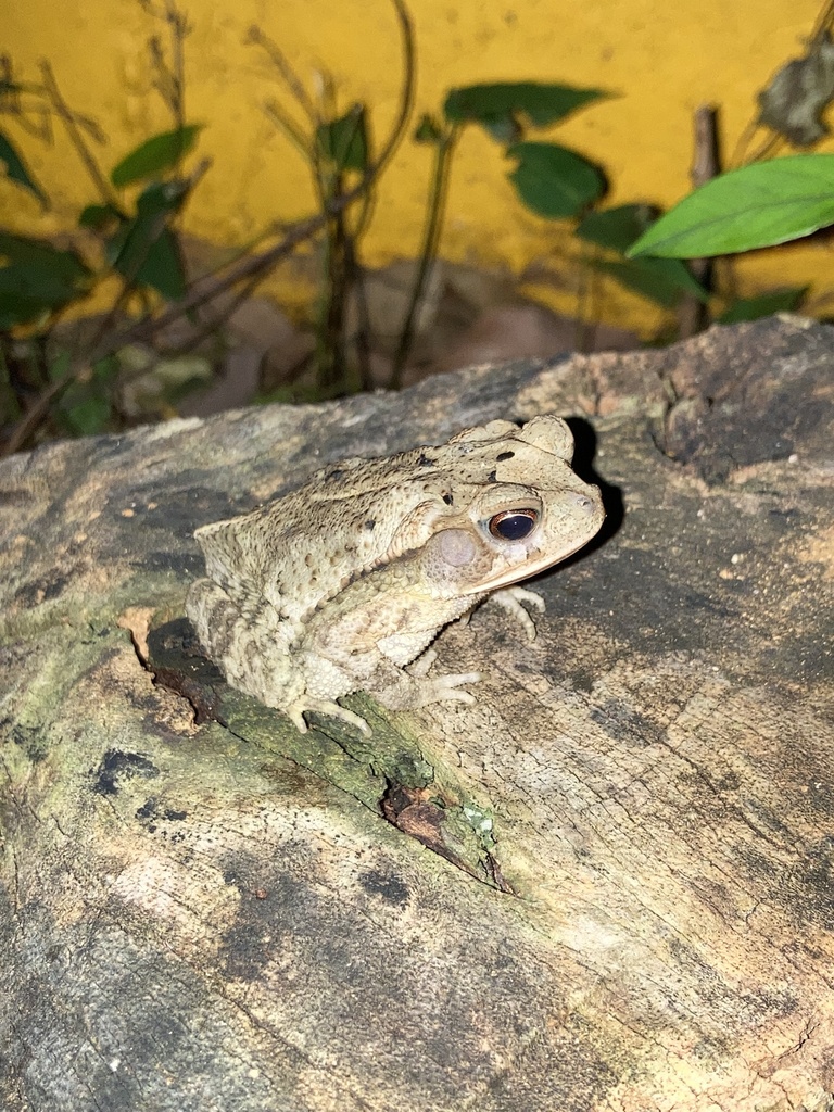 Central American Gulf Coast Toad from Calzada Ecosur, Othón P. Blanco ...