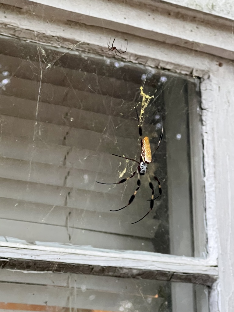 Golden Silk Spider from Reese Rd, Columbus, GA, US on August 1, 2022 at ...