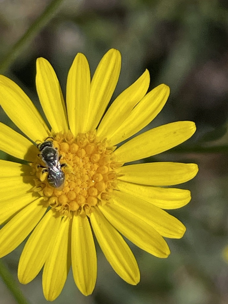 Fairy Bees from Illinois St, Interlachen, FL, US on October 07, 2022 at ...