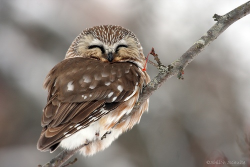 High Plateaus Check List · iNaturalist Australia