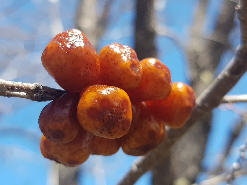 Cyttaria hookeri from Curacautin, Araucania, Chile on October 14, 2022 ...