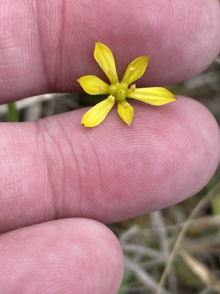 Harper's beauty in May 2022 by strgzzr · iNaturalist