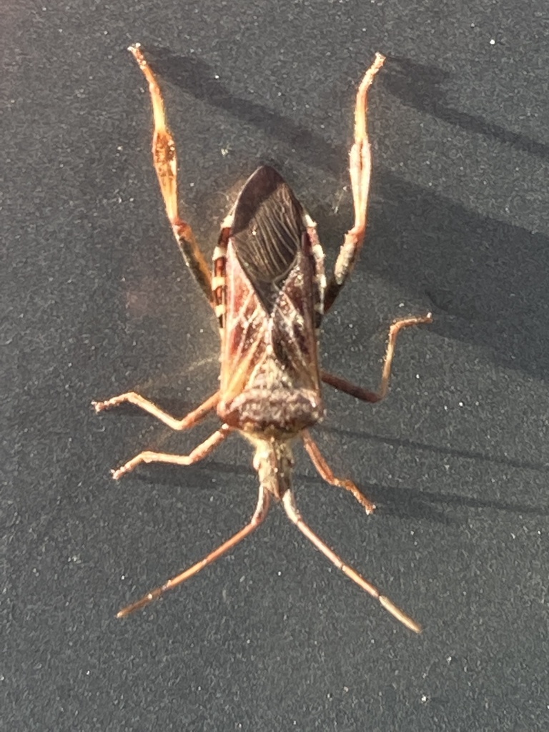 Western Conifer Seed Bug from SW Barton St, Seattle, WA, US on ...