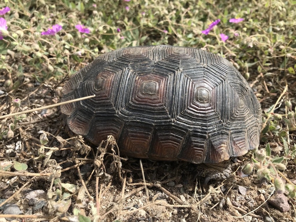 Sonoran Desert Tortoise from Carretera Nacozari de Garcia-Moctezuma ...