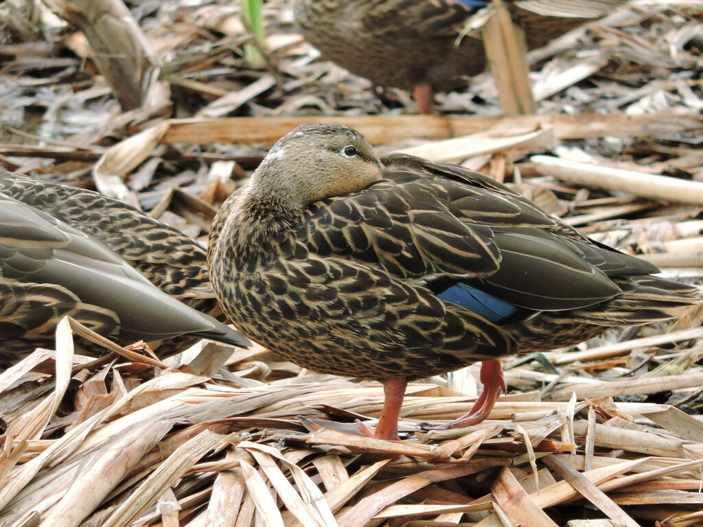 Mexican Duck from Parque Ecológico de Xochimilco, Ciudad de México ...