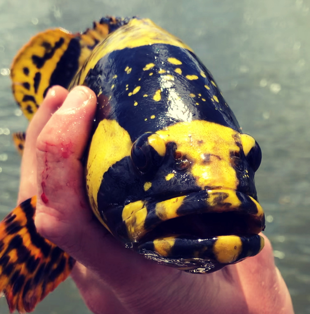 Giant Grouper in October 2022 by Tom Alker. Released. · iNaturalist