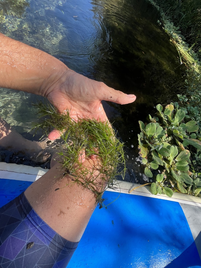 muskgrass from Ichetucknee River, Branford, FL, US on October 15, 2022 ...