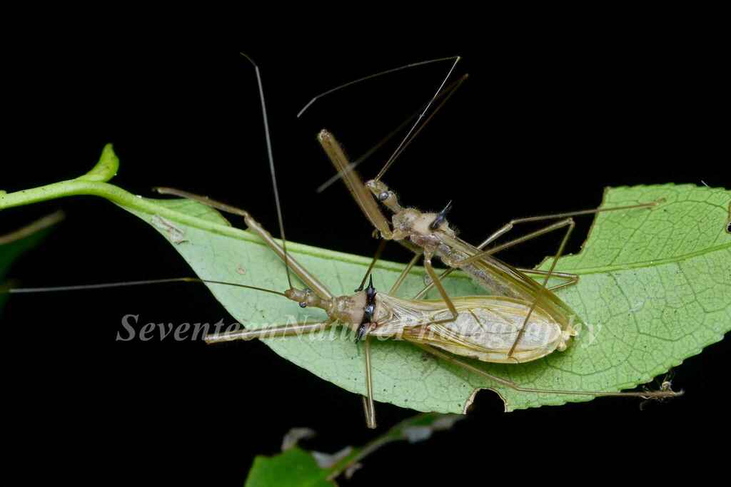 Epidaus longispinus from 中国福建省龙岩市新罗区 on October 05, 2022 at 12:27 AM by ...