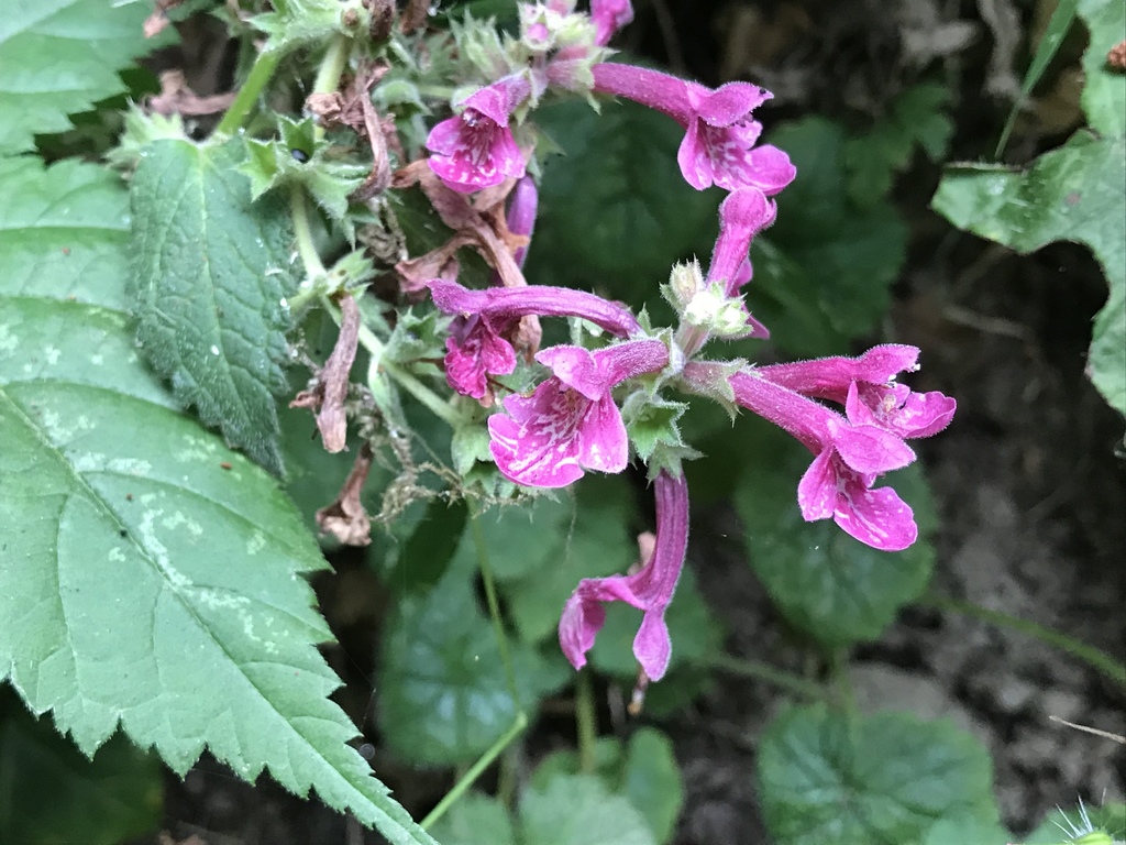 Coastal Hedge-nettle from Macleay Park, Portland, OR, US on August 25 ...