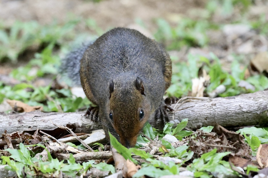 Asian Red-cheeked Squirrel from Bukit Fraser, 49000 Bukit Fraser ...