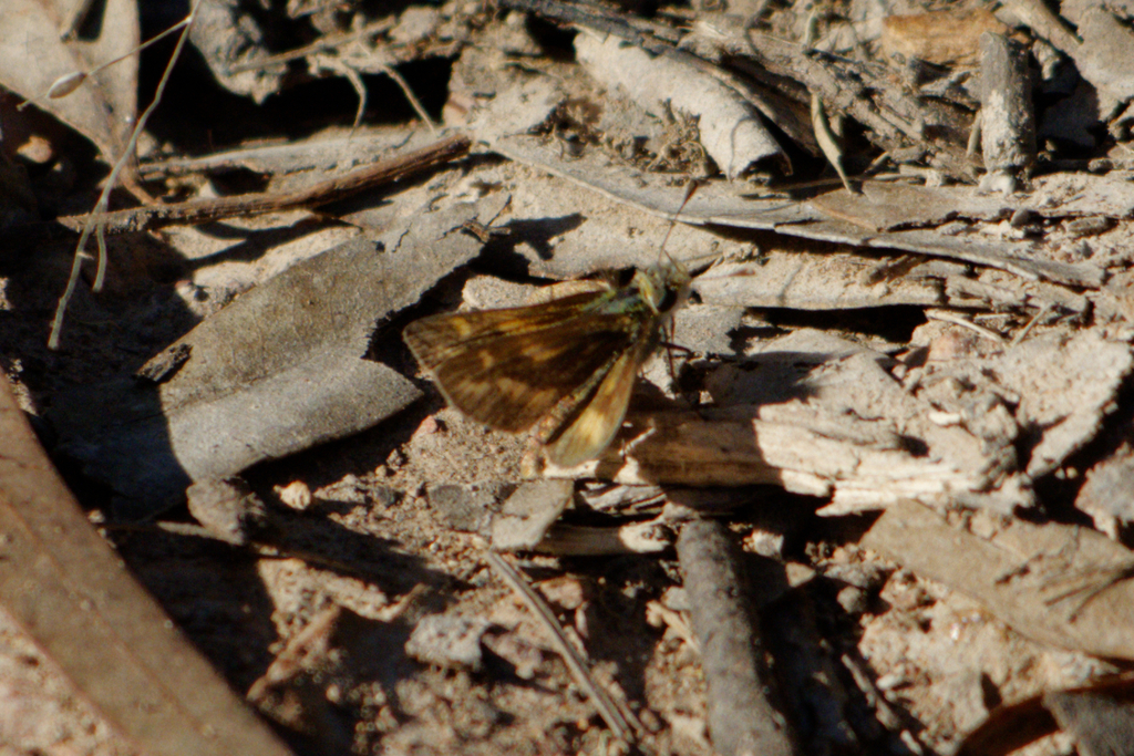 White-banded Grass-dart in October 2022 by LColeman · iNaturalist