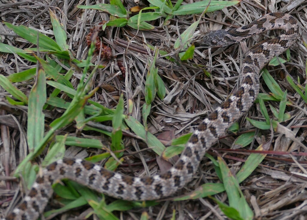 Egg-eating Snake from Maluku, Democratic Republic of the Congo on ...