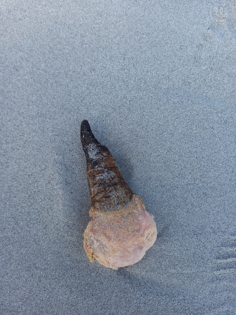 Red Bait from South Africa on October 16, 2022 at 09:51 AM by Sarah ...