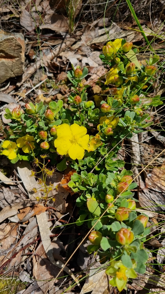grey guinea flower in October 2022 by Ryan Anderson · iNaturalist