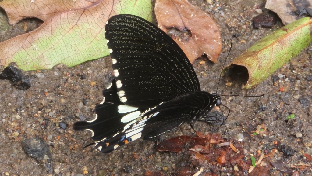 Common Mormon Swallowtail from Palani, Palani, TN, IN on October 16 ...