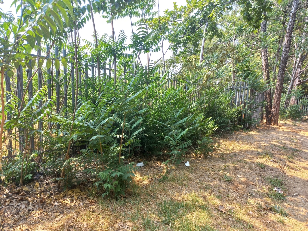 tree-of-heaven from Lower Houghton, Houghton Estate, Johannesburg, 2198 ...